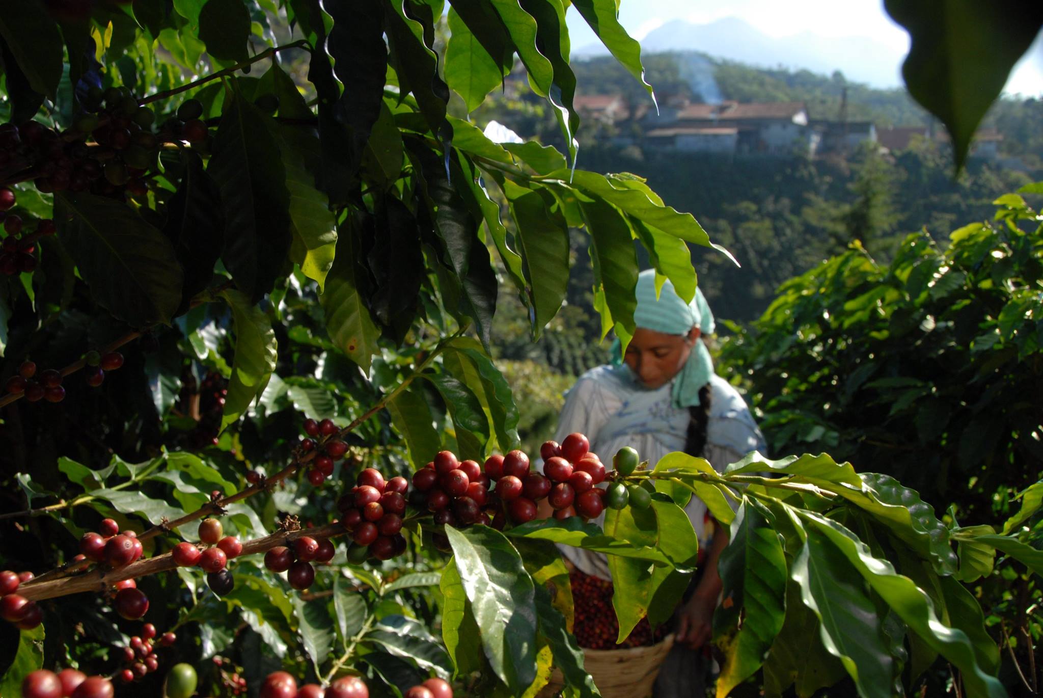 Viaje a Chiapas para conocer la ruta del café | NICHIM TOURS